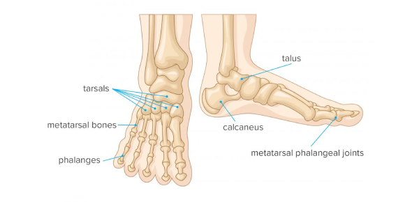 Foot Ankle Lower Leg Anatomy Quiz ProProfs Quiz